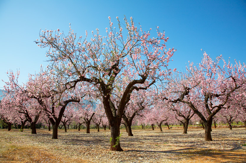 Mandeln Mandeln: Kernige Wundertüte - Zeitlupe